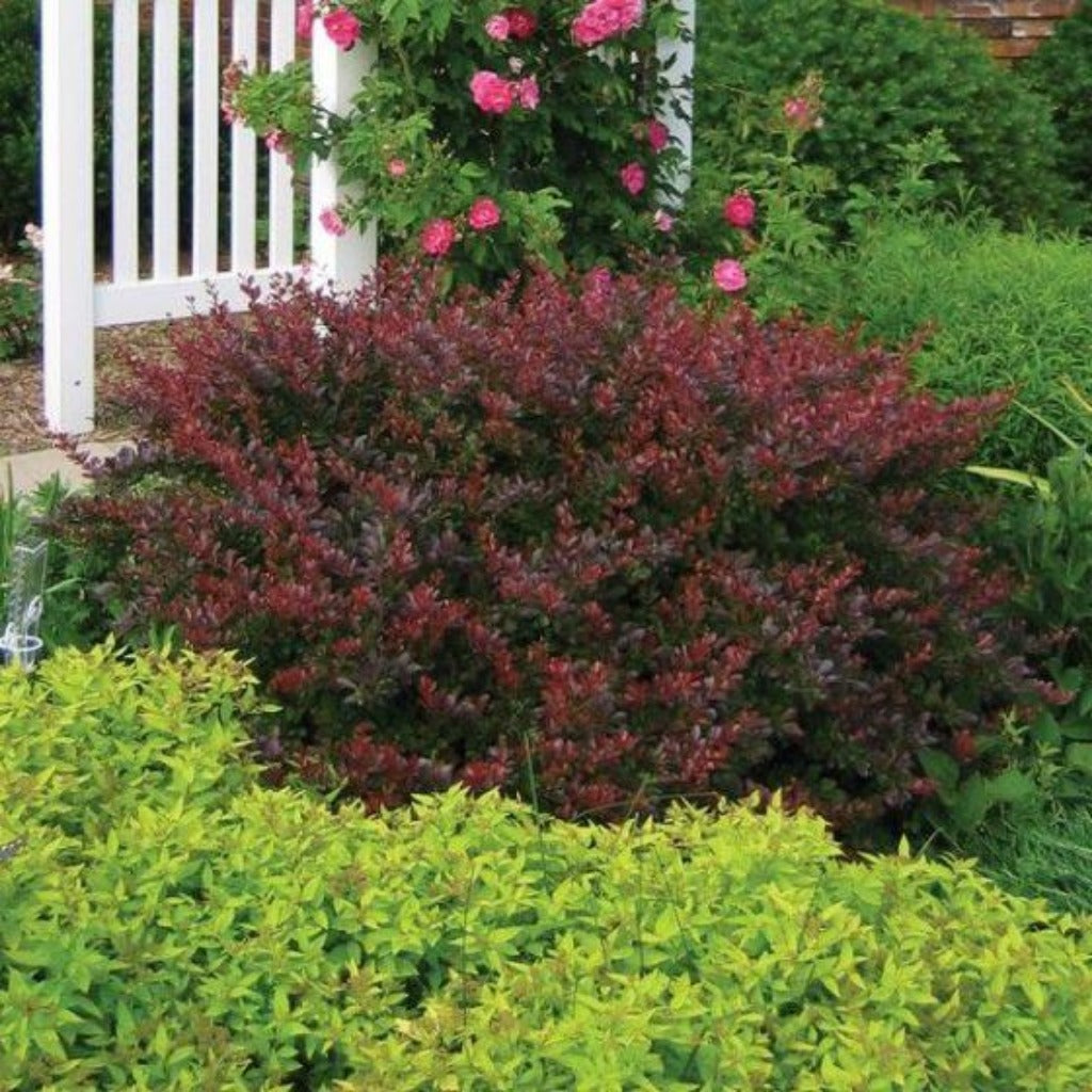 Barberry 'Crimson Pygmy' – AMC Nursery & Landscaping, Inc