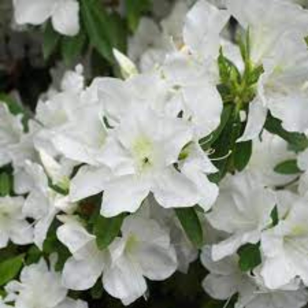 Azalea, Pleasant White – AMC Nursery & Landscaping, Inc